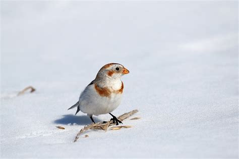 ユキホオジロ 比企丘陵の自然