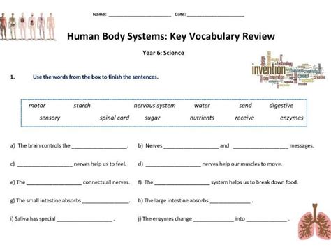 Human Body Systems Key Vocabulary Review Year 4 6 Teaching Resources