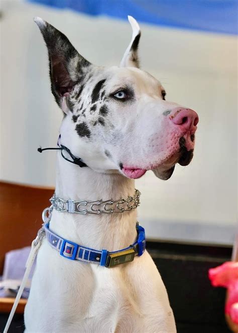 4 Week Behavior Modification Program Ridgeside K9 Winchester