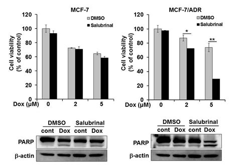Increased Phosphorylation Of Eif2α By Salubrinal Treatment Enhanced