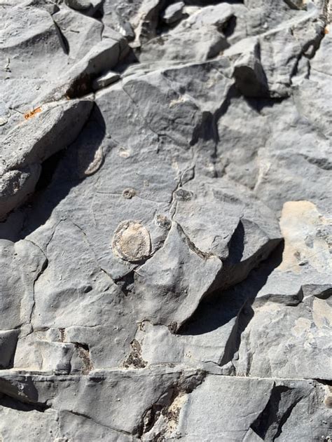 Some Cool Fossils R Fossils