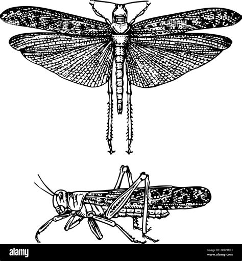 Grasshopper Isolated On White Stock Vector Image And Art Alamy