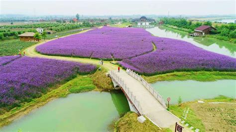 河岸花 大山谷图库
