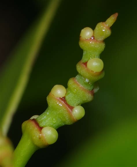 Gnetophytes Gnetopsida Botanical Realm