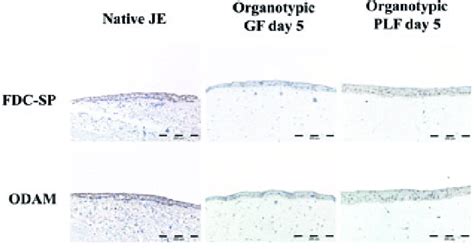 Specific Markers Of Je Odam And Fdc Sp In Ot Models Of Day 5 Download Scientific Diagram