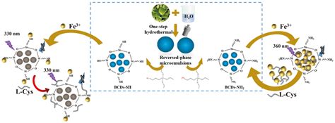 Schematic Illustration Of The Developed Bcds Nh2 And Bcds Sh