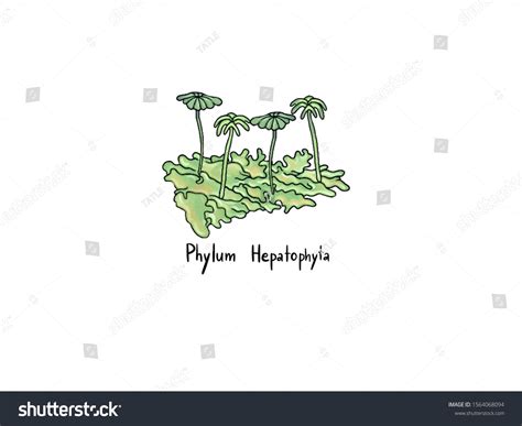 Nonvascular Plant Plant Taxonomy Phylum Hepatophyta Stock Illustration