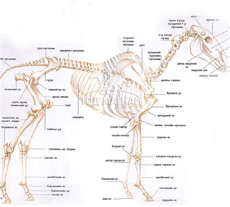 Морины биеийн бүтэц Араг яс