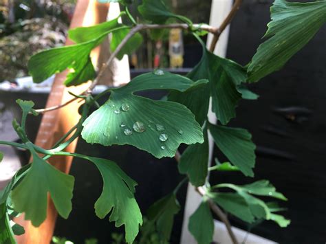 Plant Shop ☘️ ლეგენდარული გინკო ბილობა Ginkgo Biloba