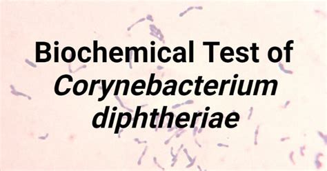 Biochemical Test Of Corynebacterium Diphtheriae