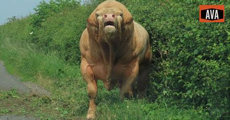The Biggest In The World Bull
