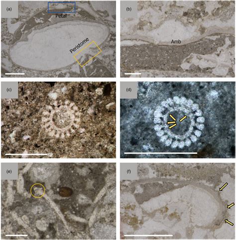 Colour Online Echinoids In Thin Sections Of The Bullman Creek Download Scientific Diagram