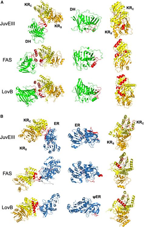 Structure Of A Modular Polyketide Synthase Reducing Region Structure