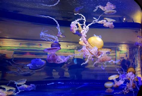 Shark Reef Aquarium At Mandalay Bay Las Vegas Nv Information