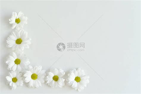 白色孤立背景上的洋甘菊花白色背景上的白色菊花夏天高清图片下载 正版图片503988728 摄图网