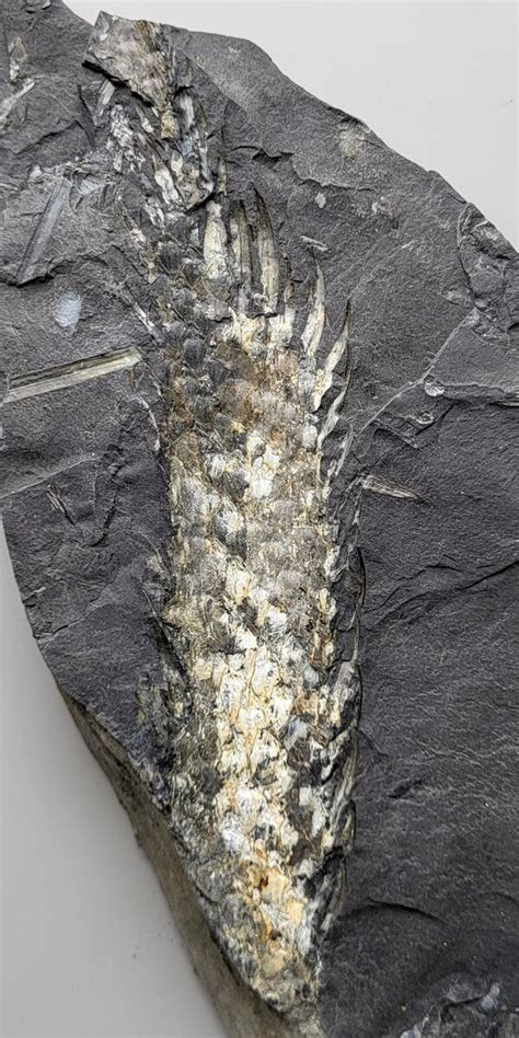 Lepidodendron Sp Member Collections The Fossil Forum