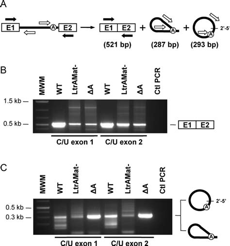 Rt Pcr Amplification Of Ligated Exons And Excised Intron Junctions A