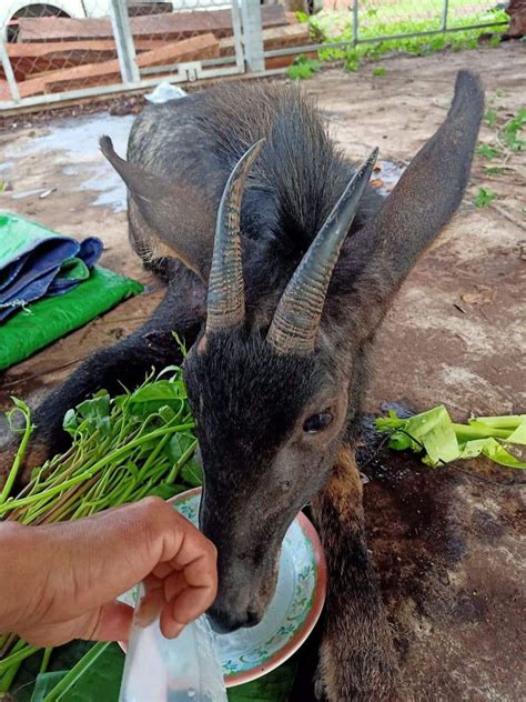 ពិតជាគួរឱ្យសោកស្តាយជាទីបំផុតសត្វកែះញីមួយក្បាលដែលជាប់អន្ទាក់និងរងរបួស បានស្លាប់ហើយ សារព័ត៌មាន