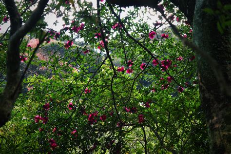 Tatsumaki Jigoku Breath Of The Earth Enjoy Onsen