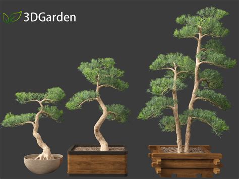 Podocarpus Macrophyllus Buddhist Pine 3d Model 3dgardenplants