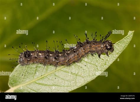 Dagger Moth Larva Day 31 Acronicta Atrstrigatus Noctuidae Length 45