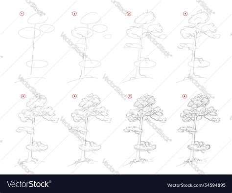 How To Draw Sketch Pine Tree Creation Step Vector Image