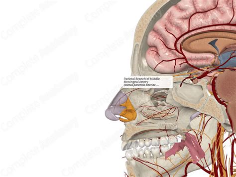 Parietal Branch Of Middle Meningeal Artery Complete Anatomy