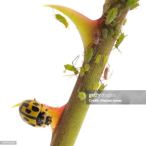 Ladybird Ladybug And Aphid Photos And Premium High Res Pictures Getty