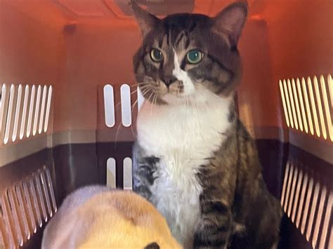 코리안숏헤어 체리 셀커크렉스무료입양사이트 스핑크스무료입양사이트 아메리칸숏헤어무료입양사이트 아메리칸컬무료입양사이트 아비시니안무료입양사이트 엑조틱무료입양사이트 터키시앙고라무료