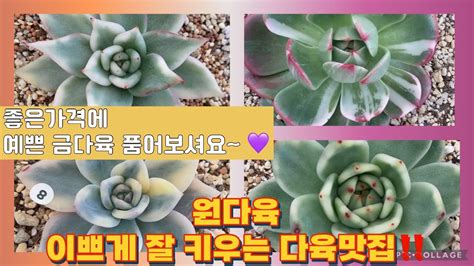 6월10일 예쁜금다육특가 준비해봤는데🩷아메스트로몰게인안동먼디콩호피에보니킹마리아엘리자베스스타보스마릴린제이드스타 多肉succulent다육이다육금다육