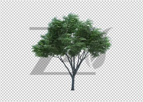 دانلود فایل لایه باز درخت طرح سه بعدی دانلود رایگان فایل لایه باز، Psd، وکتور، لوگو و موکاپ