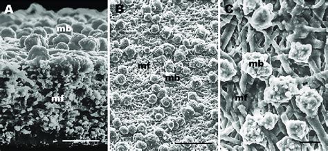 Scanning Electron Microscopy In Eggshell At 4 Hrs Pov In Cross Section