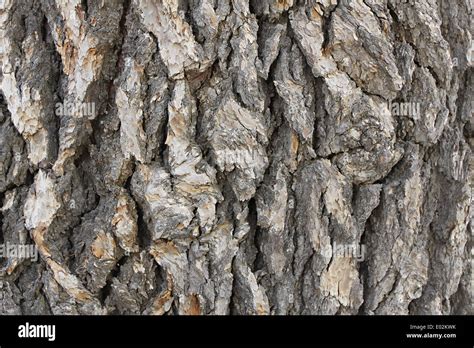 Bark Trunk Cedar Lebanon Tree Hi Res Stock Photography And Images Alamy