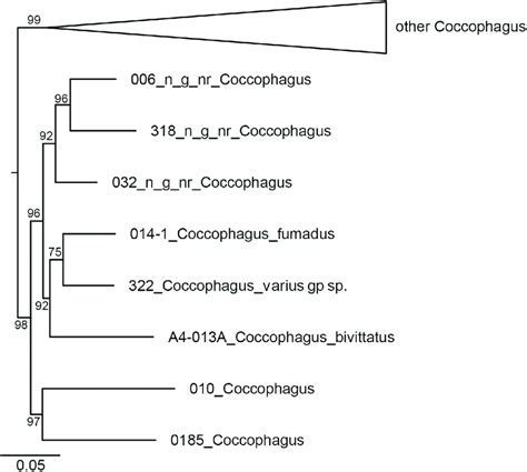Maximum Likelihood Ml Tree Inferred Using Iq Tree Version 16
