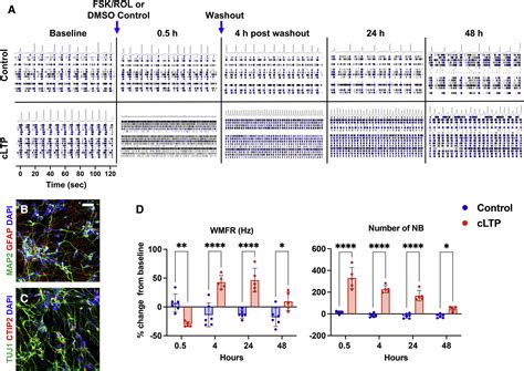 Development Of A Platform To Investigate Long Term Potentiation In Human Ipsc Derived Neuronal