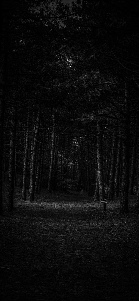200 Dark Forest Backgrounds