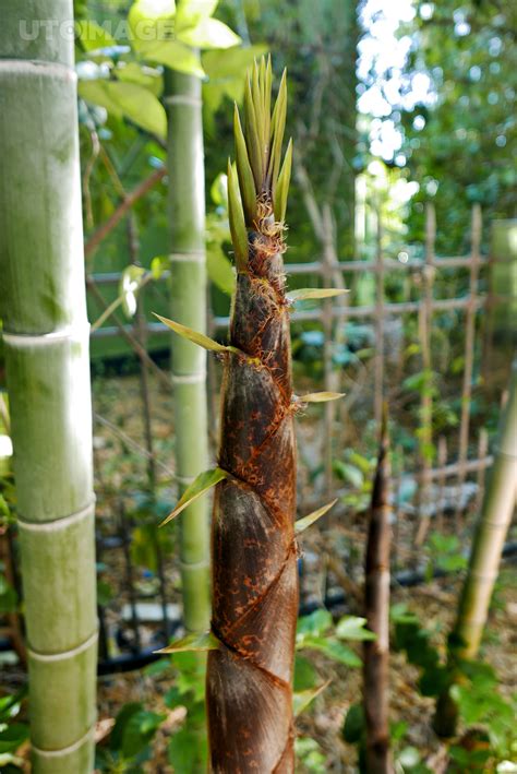 유토이미지 늘 푸른 대나무와 쑥쑥 자라는 죽순