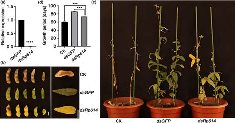 Effects Of Rp614‐silenced Riptortus Pedestris Infestation On Soybean Download Scientific