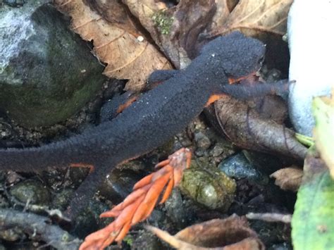 Juvenile Western Toad Mendonoma Sightings