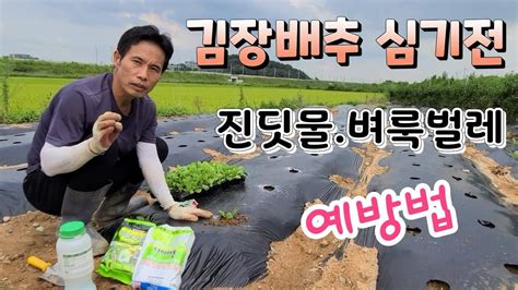 김장배추 심기전 진딧물 벼룩벌레 확실한 예방법 김장무 심는시기 Artofit