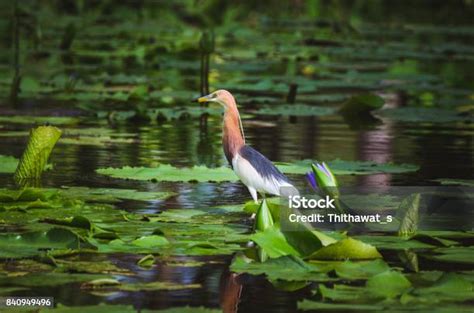 백로 나 왜가리 새 긴 다리와 길고 날카로운 부리 긴 목 호수에 연꽃 잎에 서 있다 강에 대한 스톡 사진 및 기타 이미지 강 검색 깃털 Istock