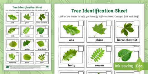 Tree Identification Photo Sheet Twinkl Twinkl