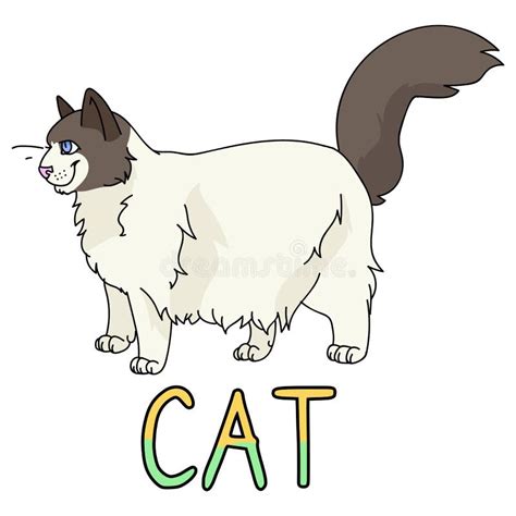 Cute Cartoon Ragdoll Cat With Text Vector Clipart Pedigree Kitty Breed
