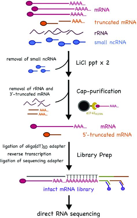 Schematic Of The Procedure For Direct Intact Mrna Sequencing Download Scientific Diagram