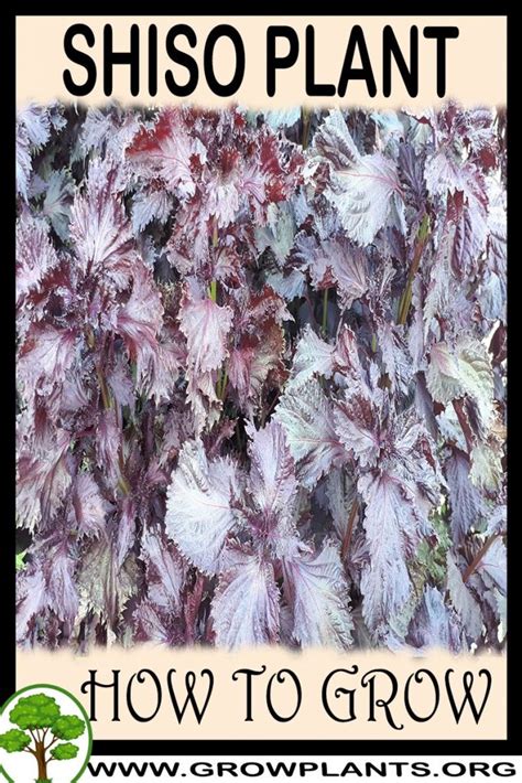 Shiso Plant How To Grow And Care