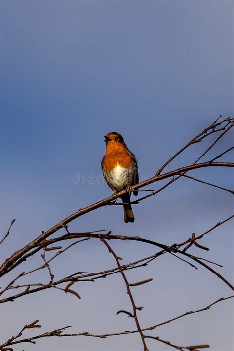 An Erithacus Rubecula Commonly Known As A Robin On A Tree In The