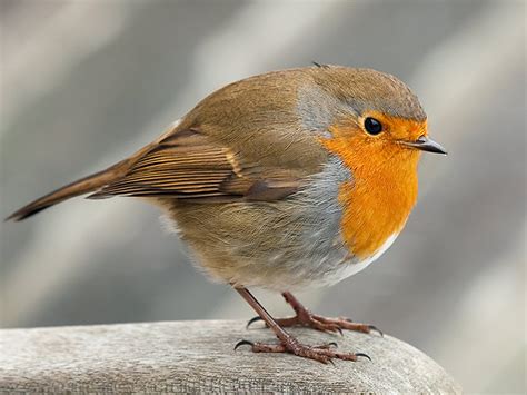 Animal Robin Hd Wallpaper
