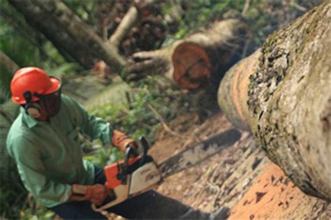 Selective Logging Reduces Biodiversity Disrupts Amazon Ecosystems Nexus Newsfeed