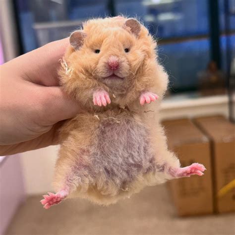 햄스터분양 달빛햄스터리 뀨😍 Instagram