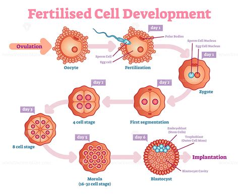 Fertilised Cell Development Diagram Vectormine
